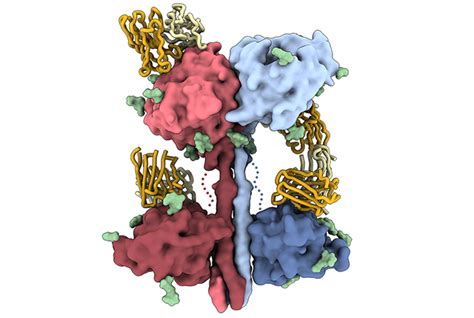 Nipah Virus Attachment Protein Structure Determined Through Cryo Em