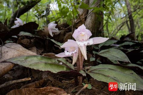 国家二级珍稀濒危植物独花兰现身句容宝华山 极目新闻