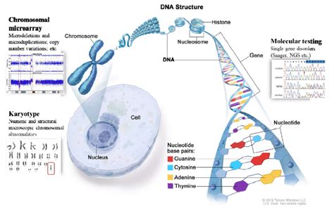 Recommendations Of Different Types Of Genetic Testing Based On Clinical Download Scientific