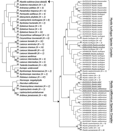 Expanded Maximum Likelihood Ml Tree With Bootstrap Values Based On