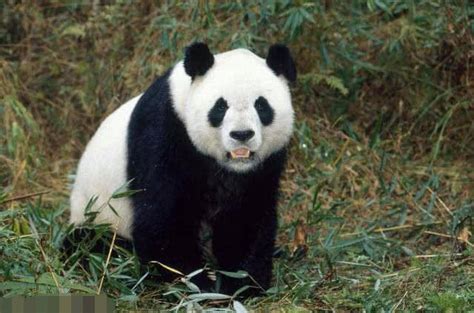 古代有多少大熊猫 古代大熊猫数量 大熊猫数量最多的时候 大山谷图库