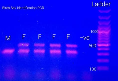Rehman Shahzad Phd On Linkedin We Are Providing Birds Sex Identification Pcr In Very