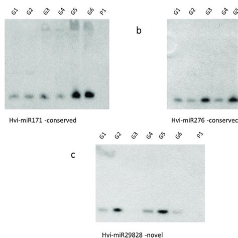 Quantitative Stem Loop Rt Pcr Validation For Conserved And Novel