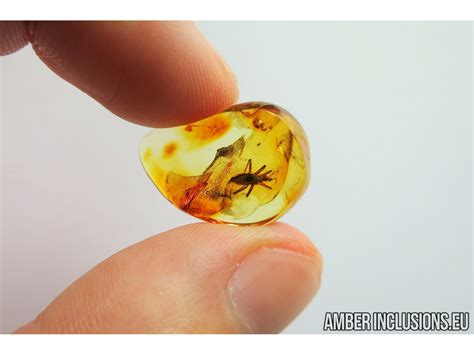 Rare Water Bug Veliidae Fossil Insect In Baltic Amber 7056