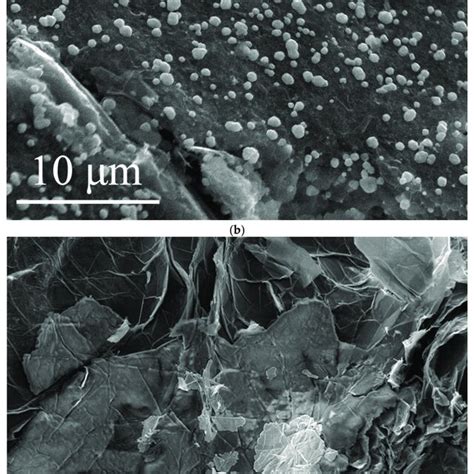 Catalyst Pellet Shear Surface Micrographs Upper Catalyst Bed Layer Download Scientific