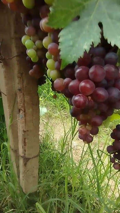 ყურძენი არომატნი Youtube