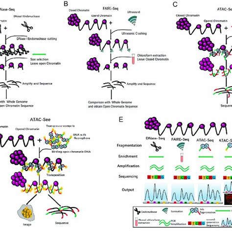 Pdf Tn5 Transposase Applied In Genomics Research