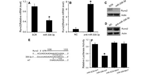 Runx2 Is A Direct Target Of Mir 338 3p A C Mdpc6t Cells Infected With