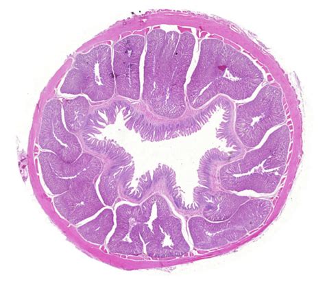 Ventriculus Glandularis Ga Diagram Quizlet