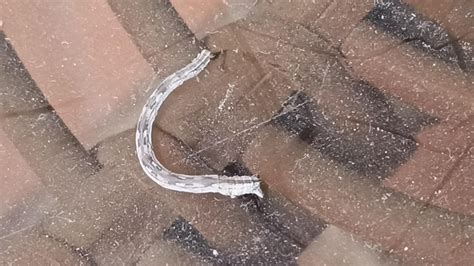 Help Identify Worms R Vermiculture