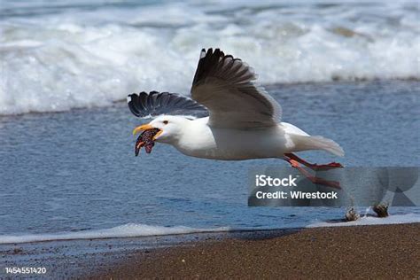 부리에 불가사리를 안고 바다 위를 날아다니는 갈매기의 모습 갈매기에 대한 스톡 사진 및 기타 이미지 갈매기 깃털 낚시 Istock