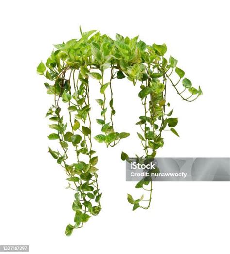 Hati Berbentuk Hijau Beraneka Ragak Meninggalkan Tanaman Merambat