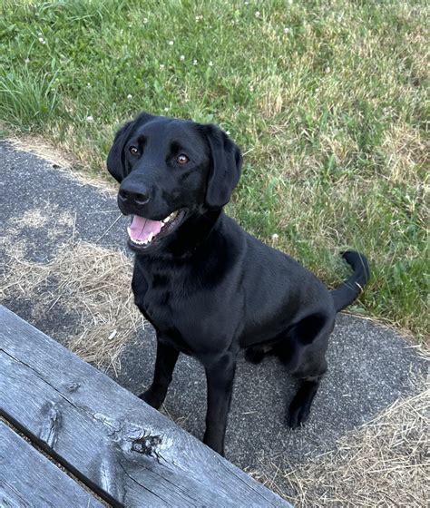 My Sweet Boi Scrolller