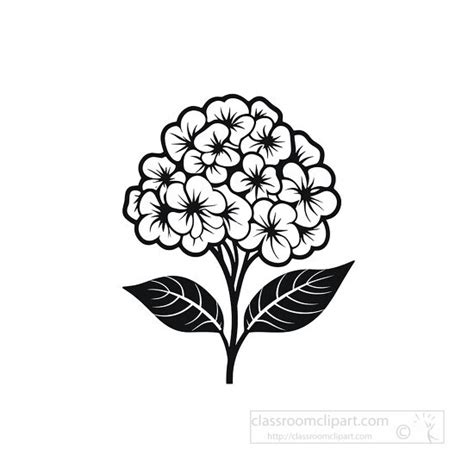 Plant Outline Clipart Hydrangea Black Outline