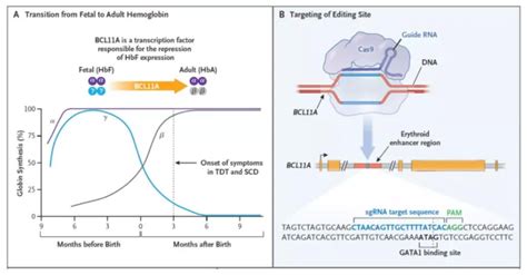 Science：不必基因编辑，也无需天价，诺华开发分子胶降解剂，治疗镰状细胞病 生物科技 健康一线资讯