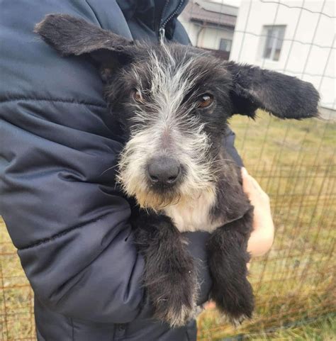 pepe 3 months male medium available for adoption 💙 kindly sponsored by amanda janis 💙 sex