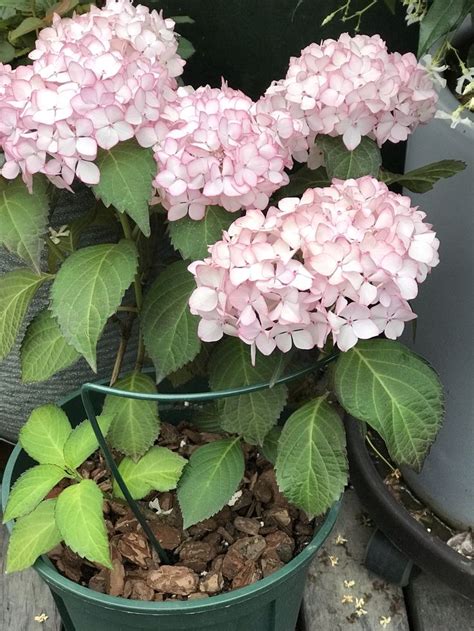 Plant Support Stakes 6 Pack Versatile Half Round Plant Supports Prevent Flopping Flowers