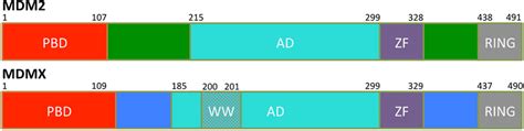 Domain Structure Of Mdm2 In Comparison To Mdmx Pbd P53 Binding Domain Download Scientific