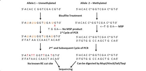 Bisulfite Sequencing Methylation Specific Pcr And Restriction Download Scientific Diagram
