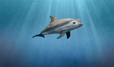 The Vaquita The Fight To Save The Worlds Rarest Marine Mammal The