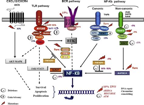 High Throughput Whole Genome Sequencing Single Nucleotide Polymorphism Download Scientific