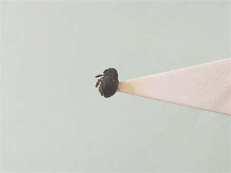 タデノクチブトサルゾウムシ Rhinoncus sibiricus FAUST 島根大学標本資料類データベース