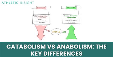 Catabolism Vs Anabolism The Key Differences Athletic Insight