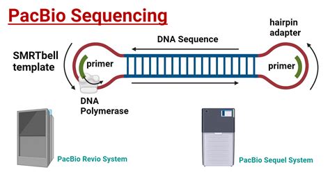 PacBio Sequencing Principle Steps Types Uses Diagram