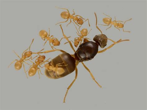 Lasius Flavus Hangyafarm