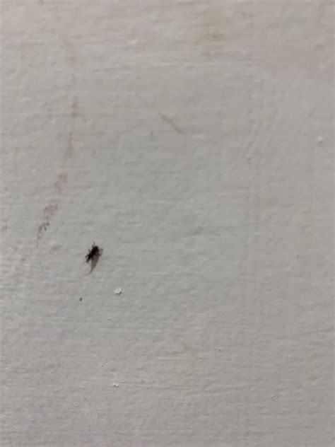 鑑定 鑑定 請問家中這是什麼蟲？ 昆蟲板 Dcard