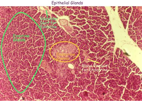 Exocrine Glands Tissue