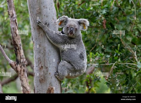 Queensland Koala Phascolarctos Cinereus Adustus In Tree Saint Bees Island Australia Stock