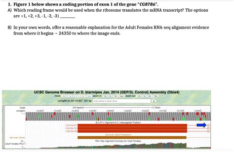 Solved 1 Figure 1 Below Shows A Coding Portion Of Exon 1 Of Chegg Com