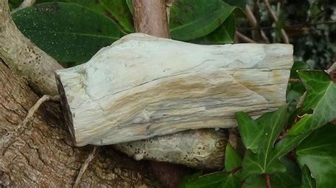 Tactile Fossilized Wood Root Hand Polished Etsy