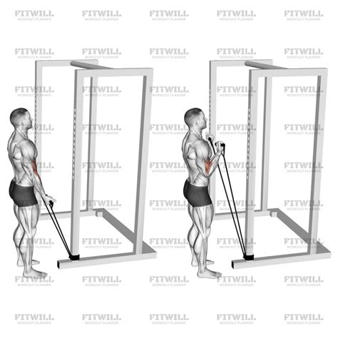 Band Standard Biceps Curl Exercise Guide Video Techniques Benefits