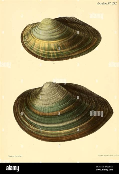 Detailed Illustration Showcases Two Distinct Bivalve Shells Hi Res