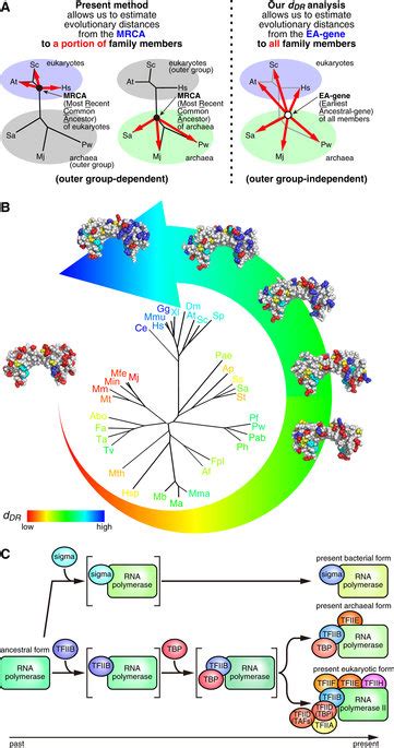 Schematic Representation Of The Ddr Analysis And Its Application A Download Scientific