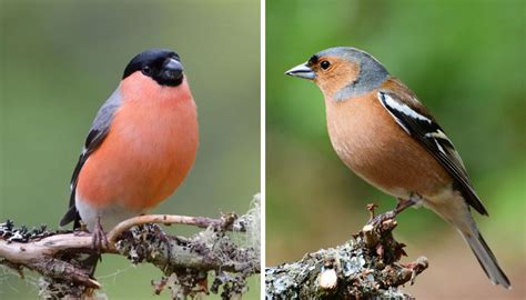 Bullfinch Birdinglab