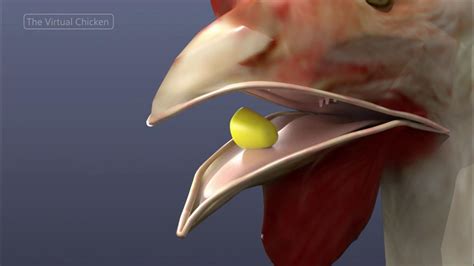 Virtual Chicken The Mouth Youtube