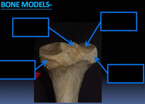 Bone Model Right Tibia Posterior Diagram Quizlet