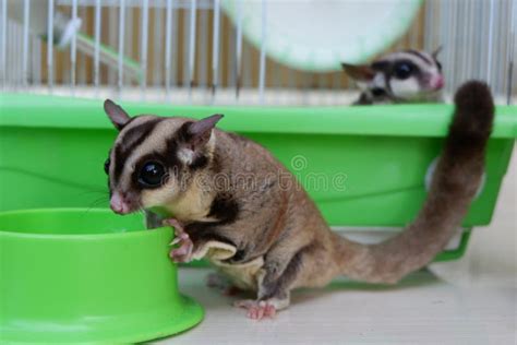 Sugar Glider Is Eating While Its Friend Is Still In The Cage Stock