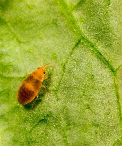 Orius Insidiosus Predatory Bug For Thrips Control
