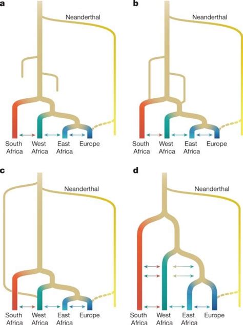 A Weakly Structured Stem For Human Origins In Africa Revolution