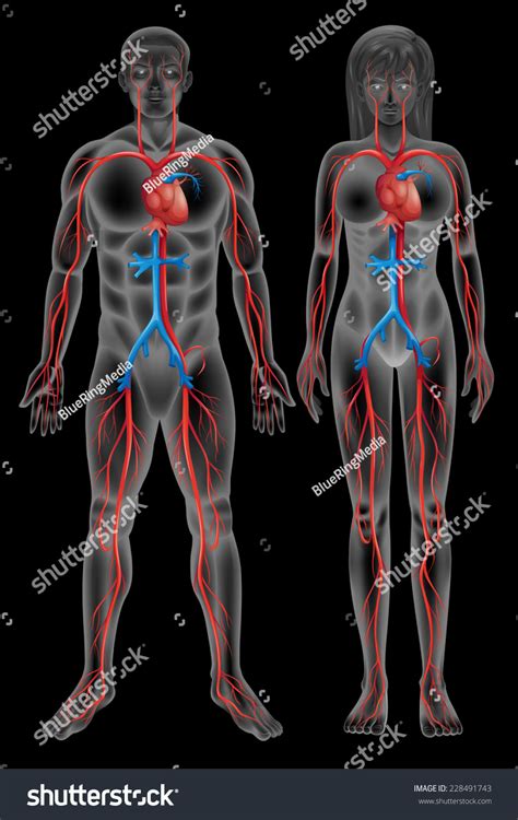 Circulatory System Male Female On Black Stock Vector Royalty Free 228491743 Shutterstock