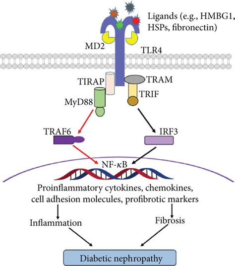 Tlr4 Signaling Pathway In The Dn On The Basis Of Literatures Download Scientific Diagram