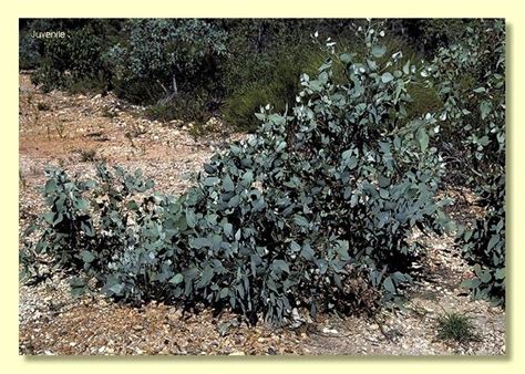Eucalyptus Accedens Alchetron The Free Social Encyclopedia