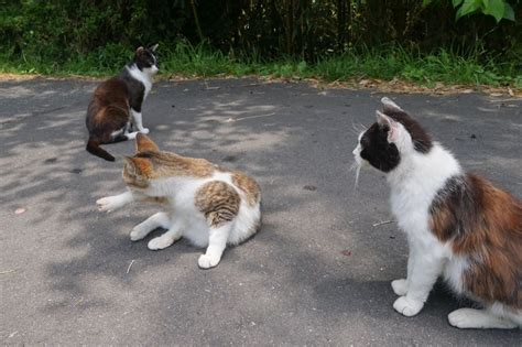 일본 고양이 마을 유머 움짤 이슈 에펨코리아
