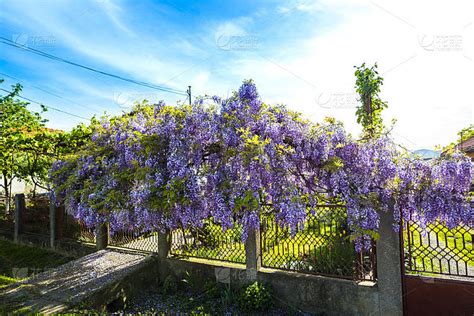 相思的花朵