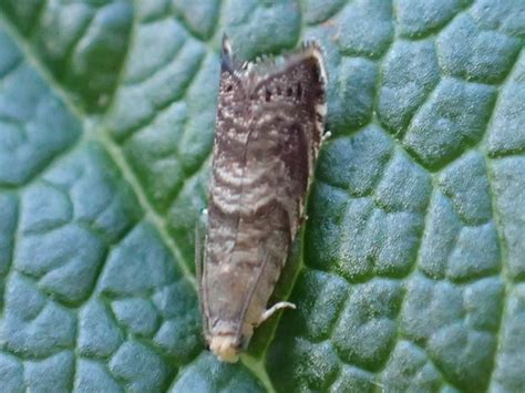 Strophedra sp Strophedra nitidana カシワギンオビヒメハマキ