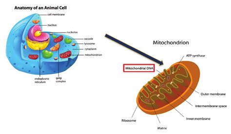 Mitochondria Structure